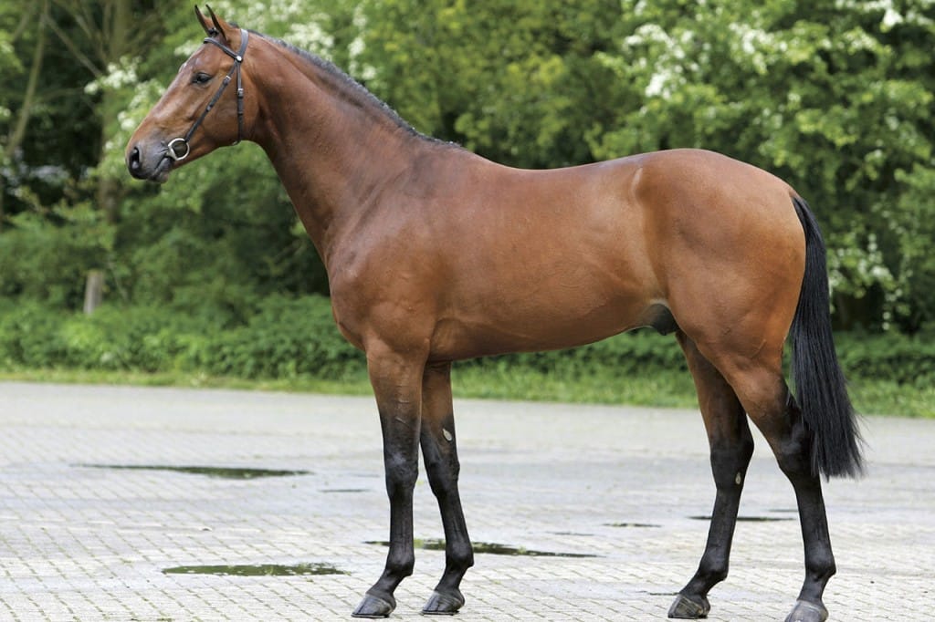 VERDI TN | Team Nijhof