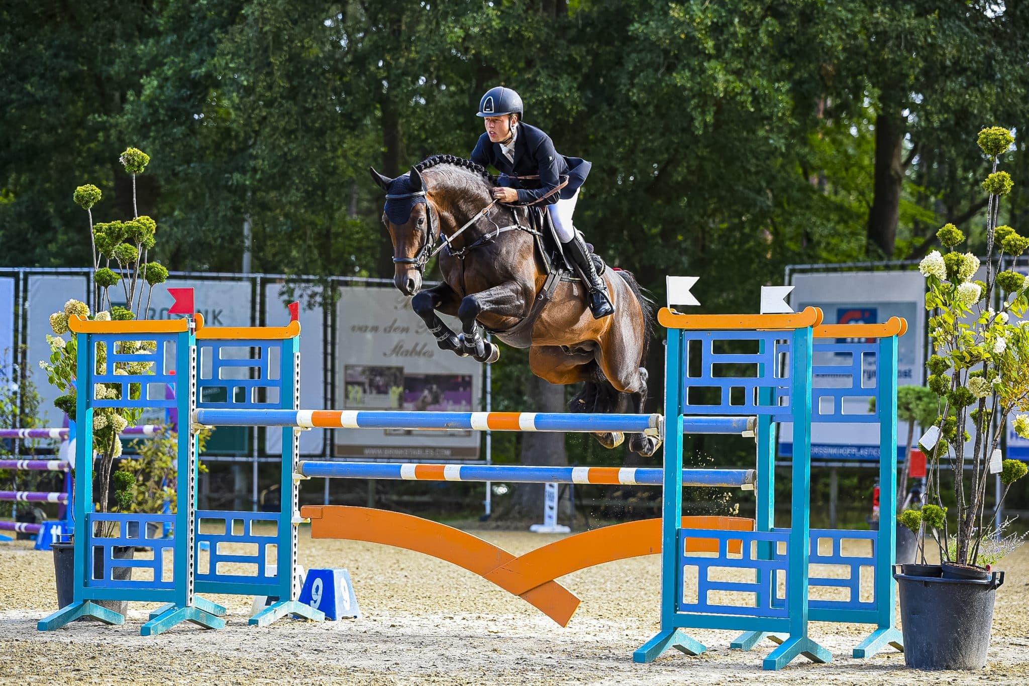 Springhengsten | Categorieën | Team Nijhof