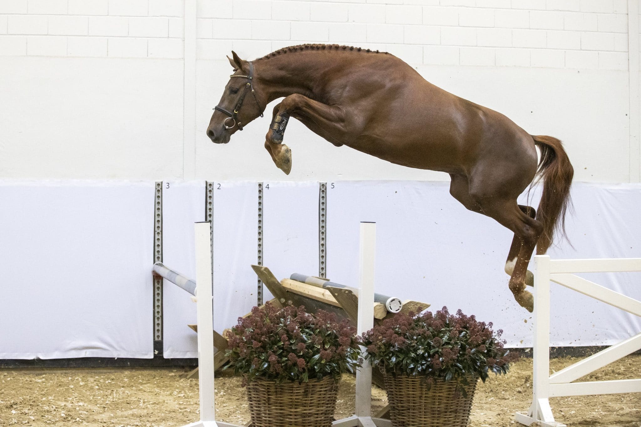 Springhengsten | Categorieën | Team Nijhof