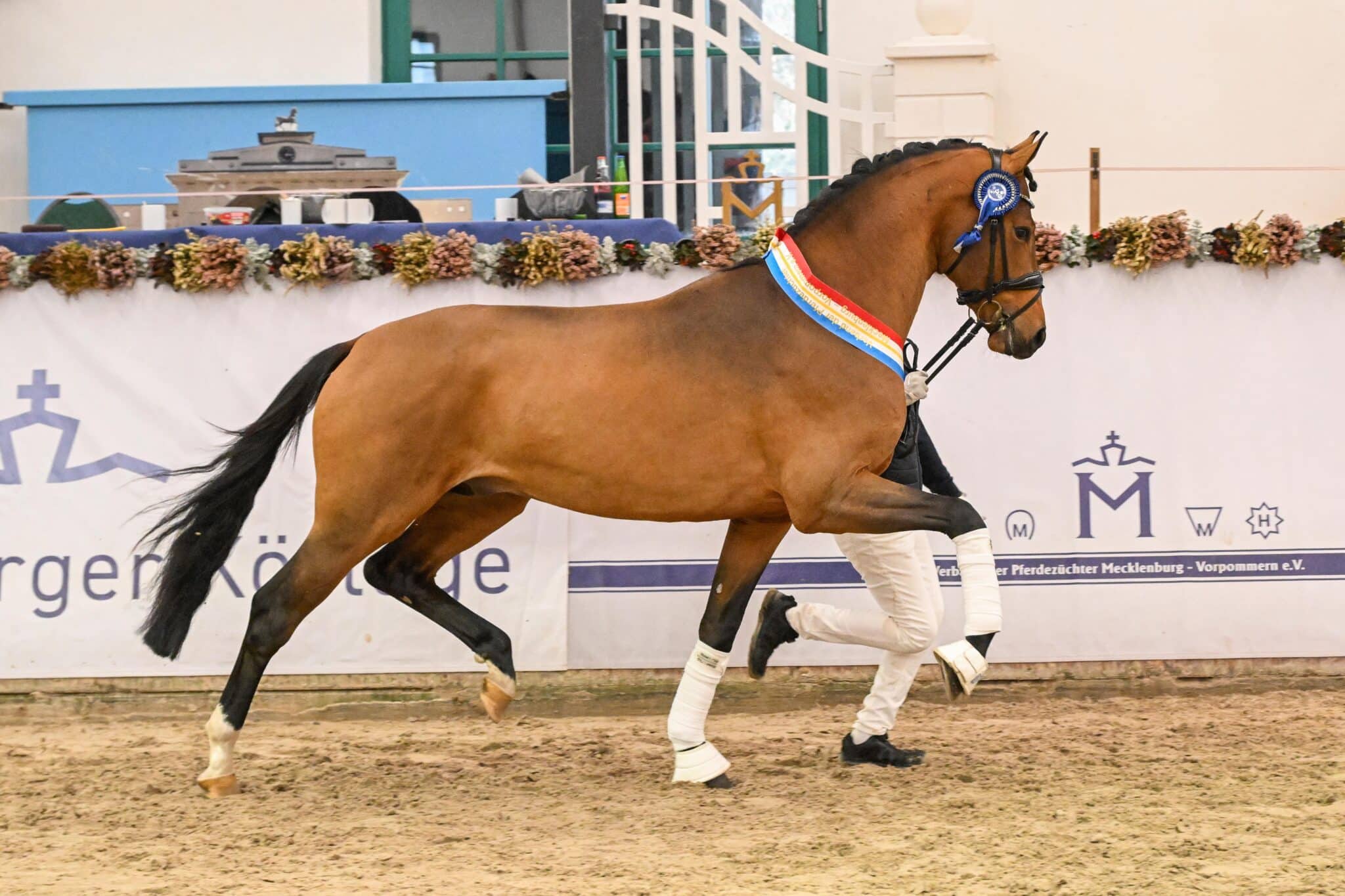 New stallions | Categorieën | Team Nijhof